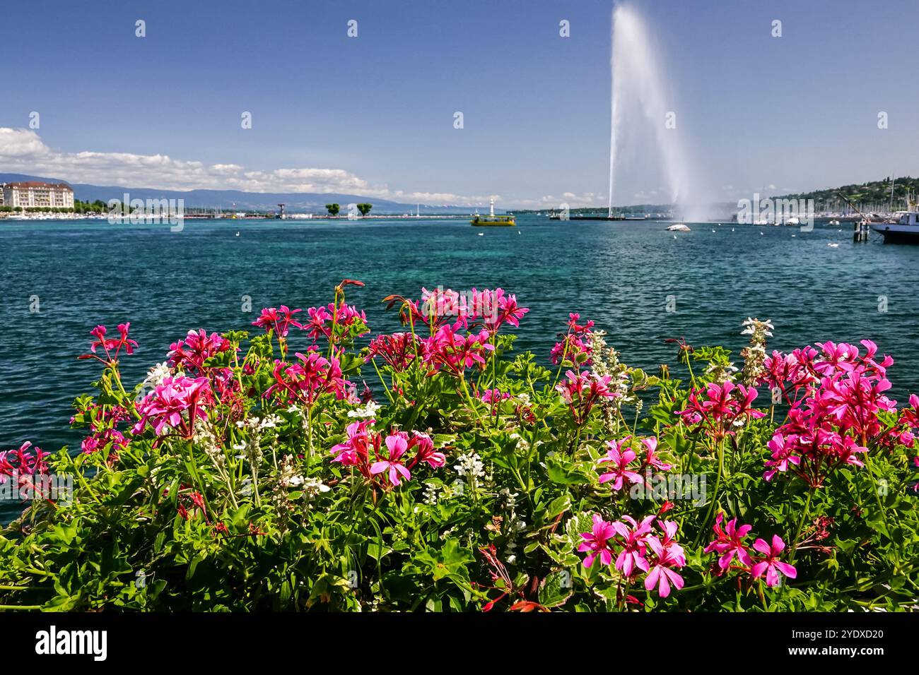 Pink flowers along Lake Geneva with the landmark Jet d’Eau or La Rade ...
