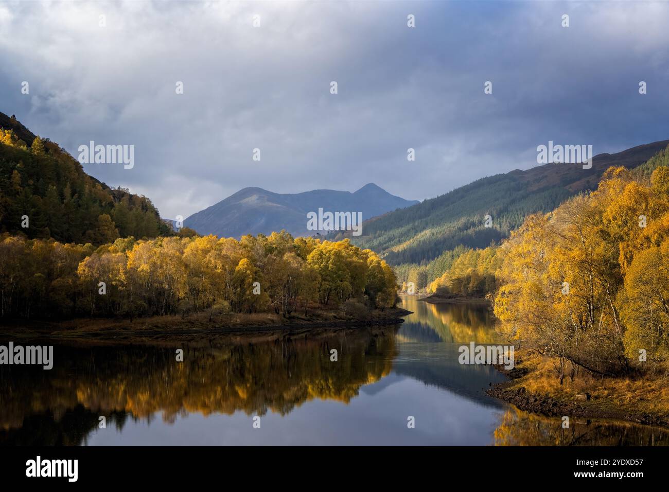 Scottish trees hi-res stock photography and images - Alamy