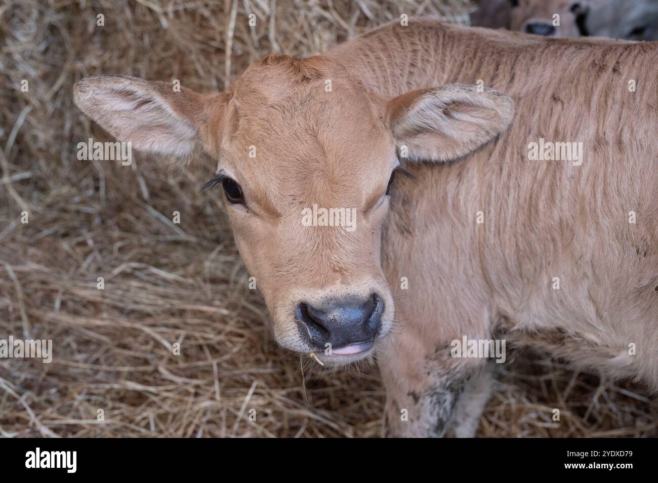 Close-up of a cow eating in the stable Stock Photo - Alamy