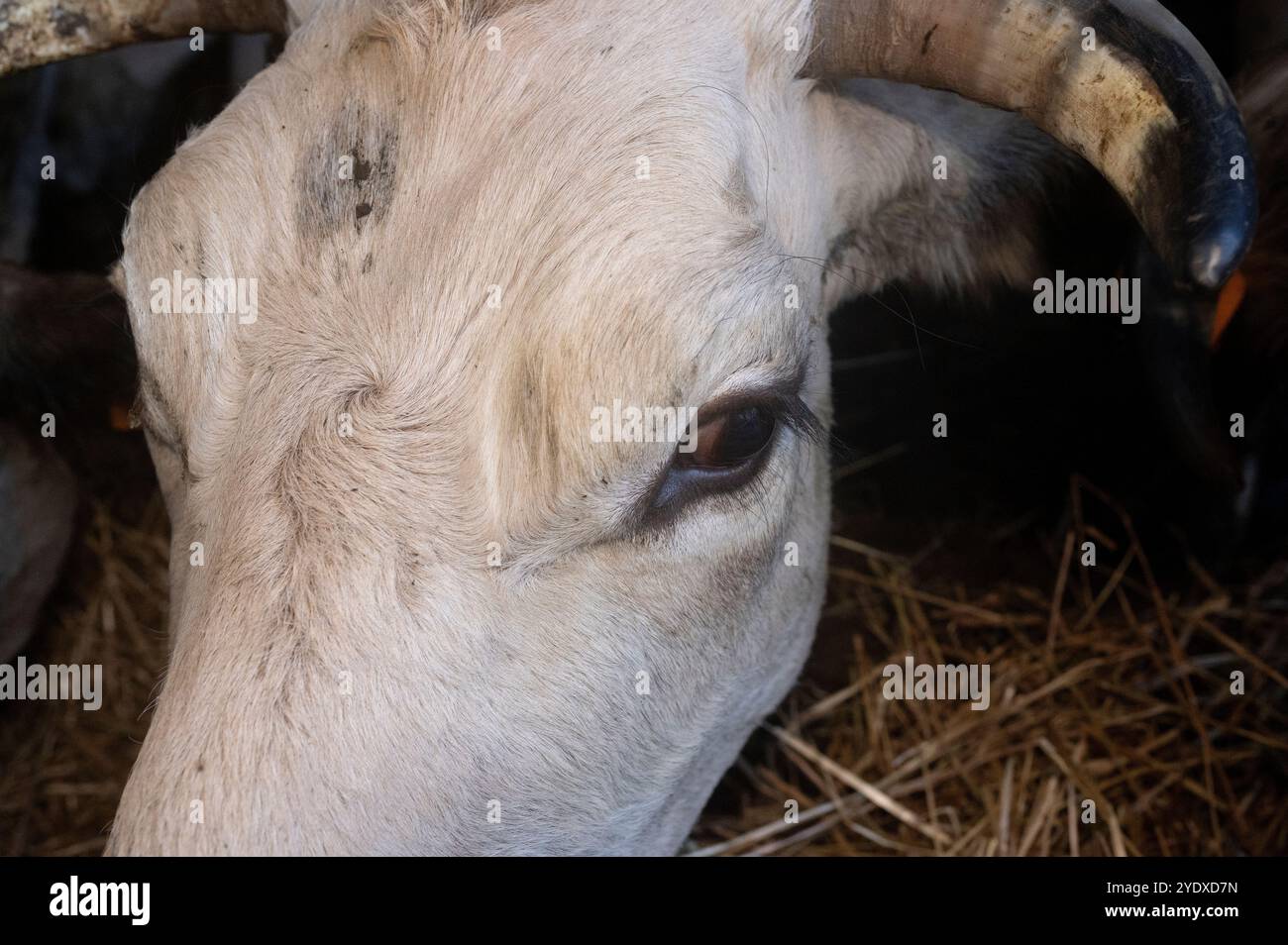 Close-up of a cow eating in the stable Stock Photo - Alamy