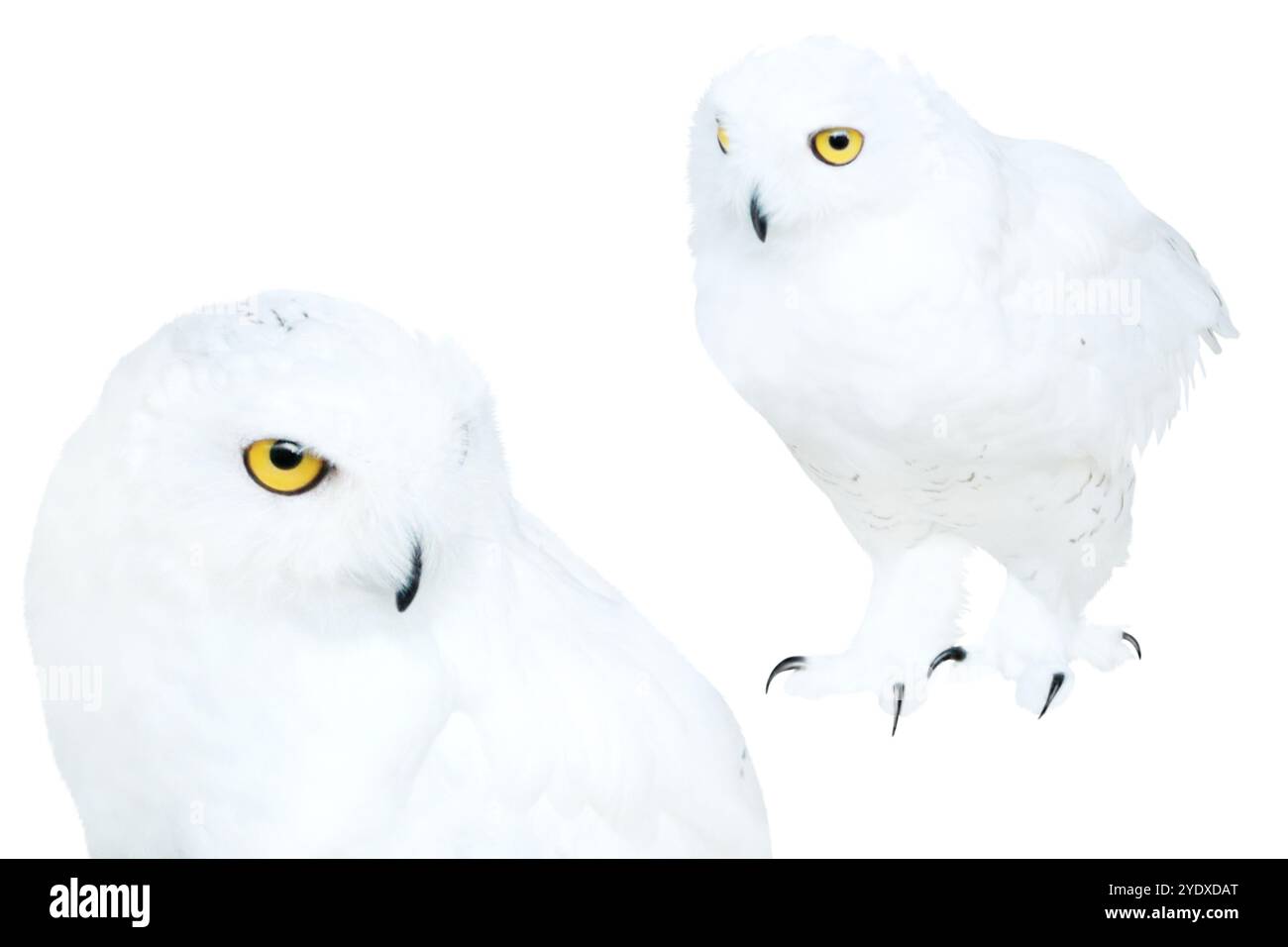 Two snowy owls hi-res stock photography and images - Alamy