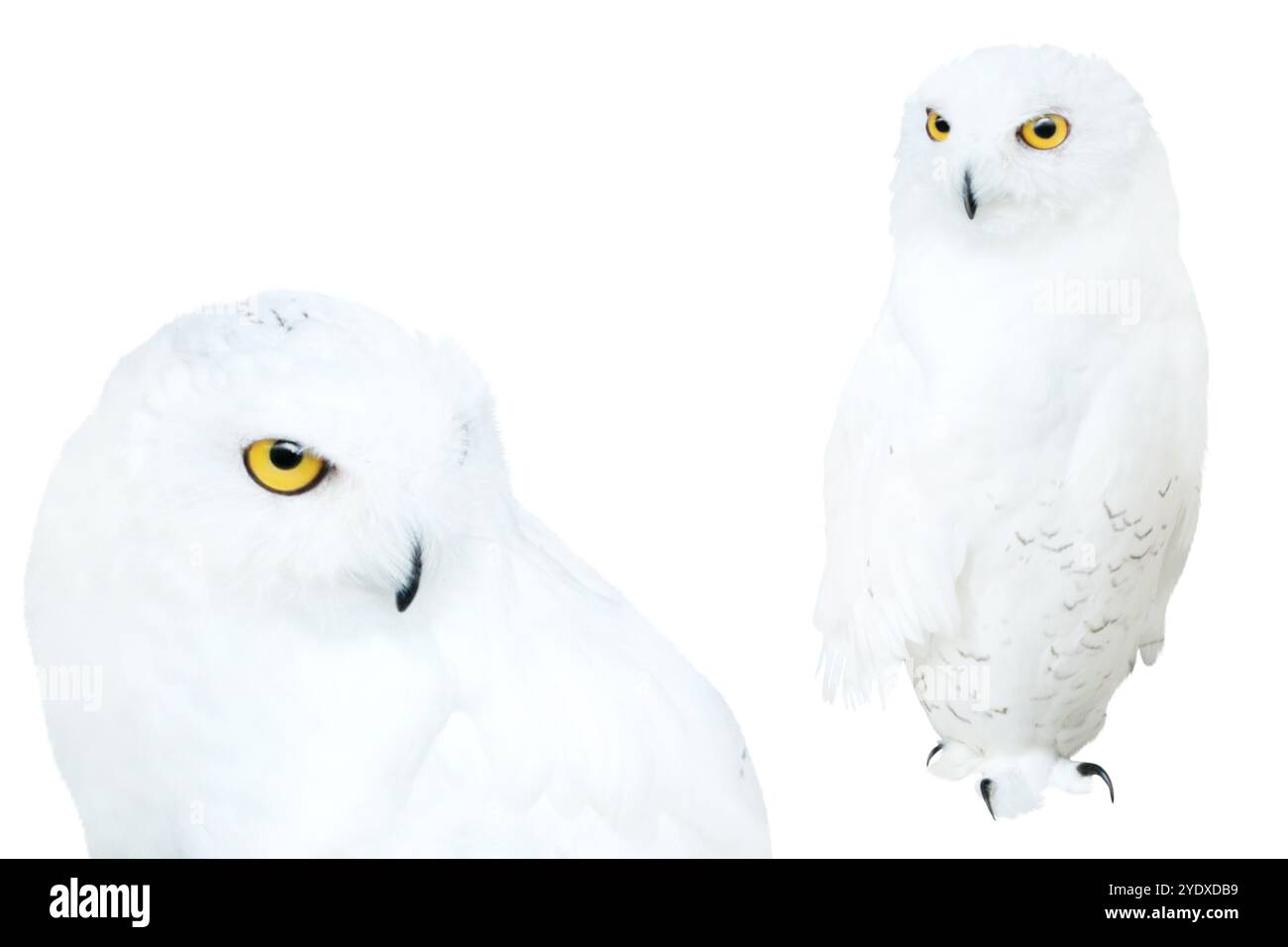 pair of white owls isolated on white background Stock Photo - Alamy