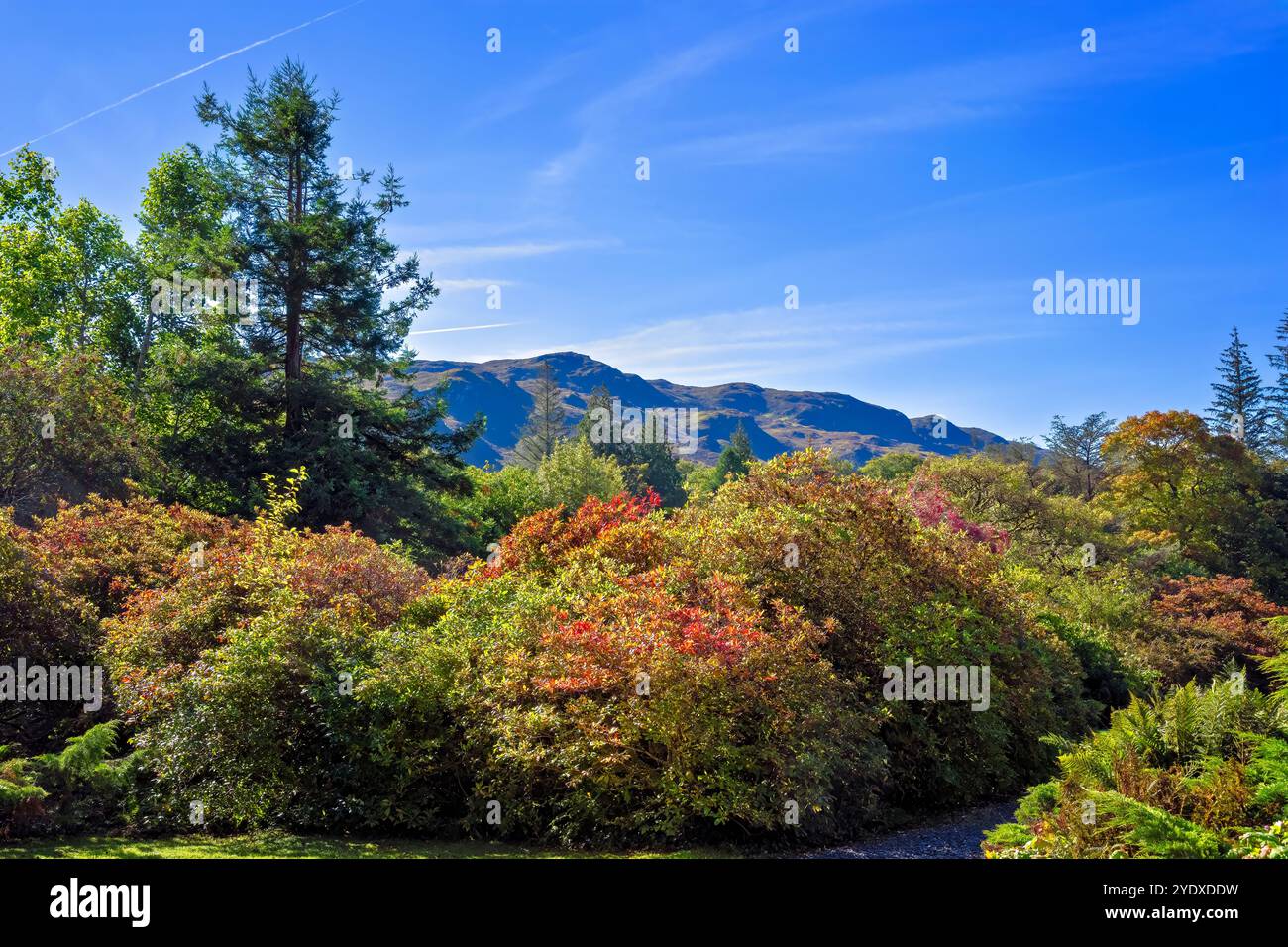 The Autumn colours beginning to show on the Shrubs and Trees in a ...