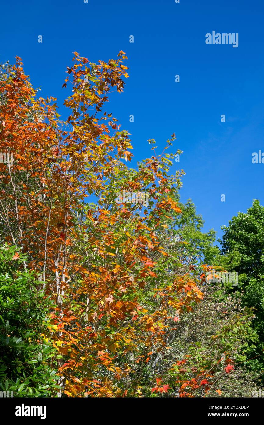 Autumn colours of a Maple Tree against blue sky on a September morning ...