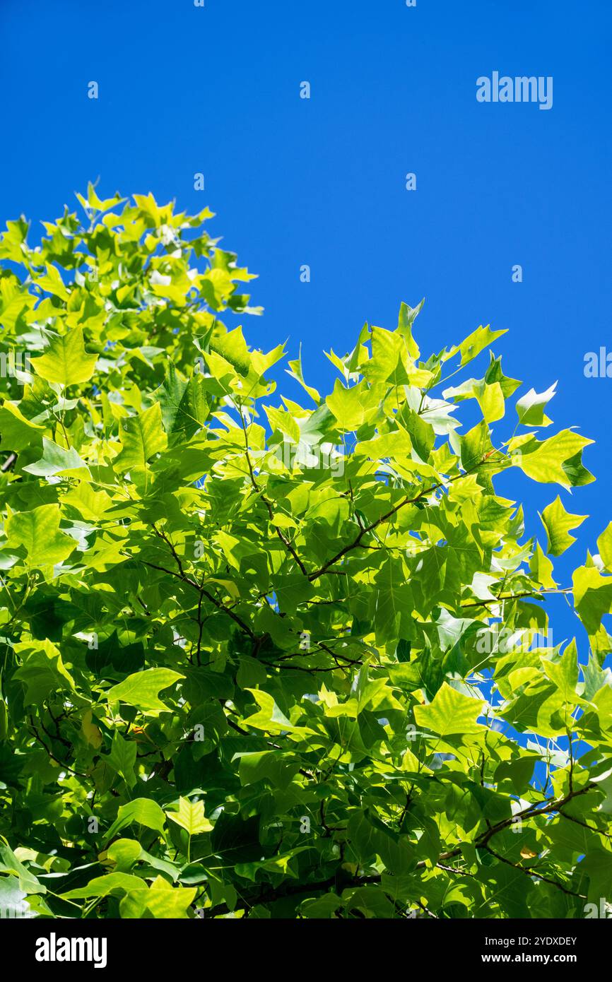 Tulip Poplar Tree Leaves against bright blue sky Stock Photo - Alamy