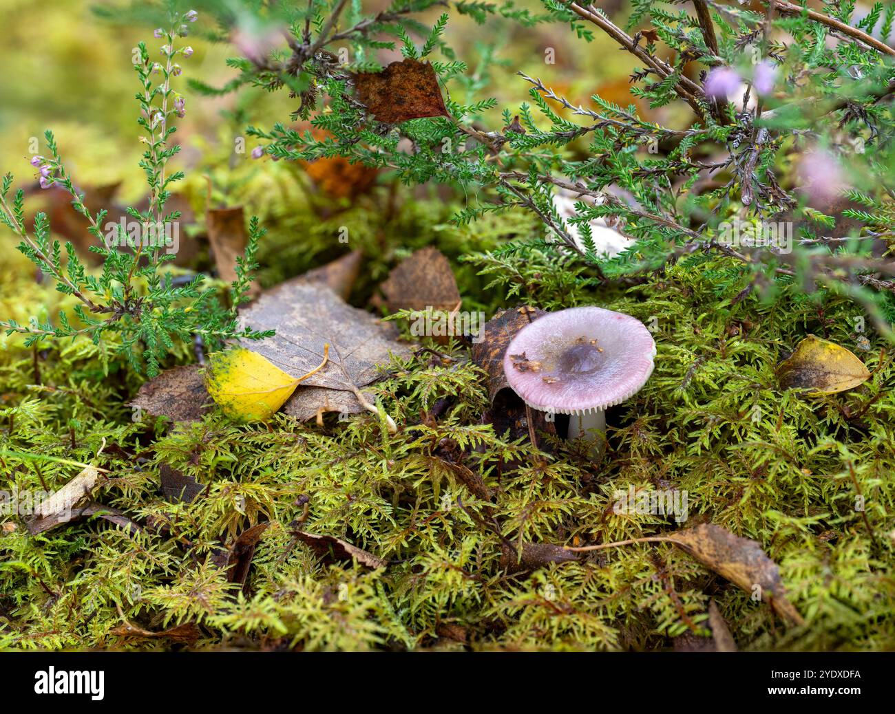 Russula fragilis - A fragile brittlegill growing amongst fern moss and ...