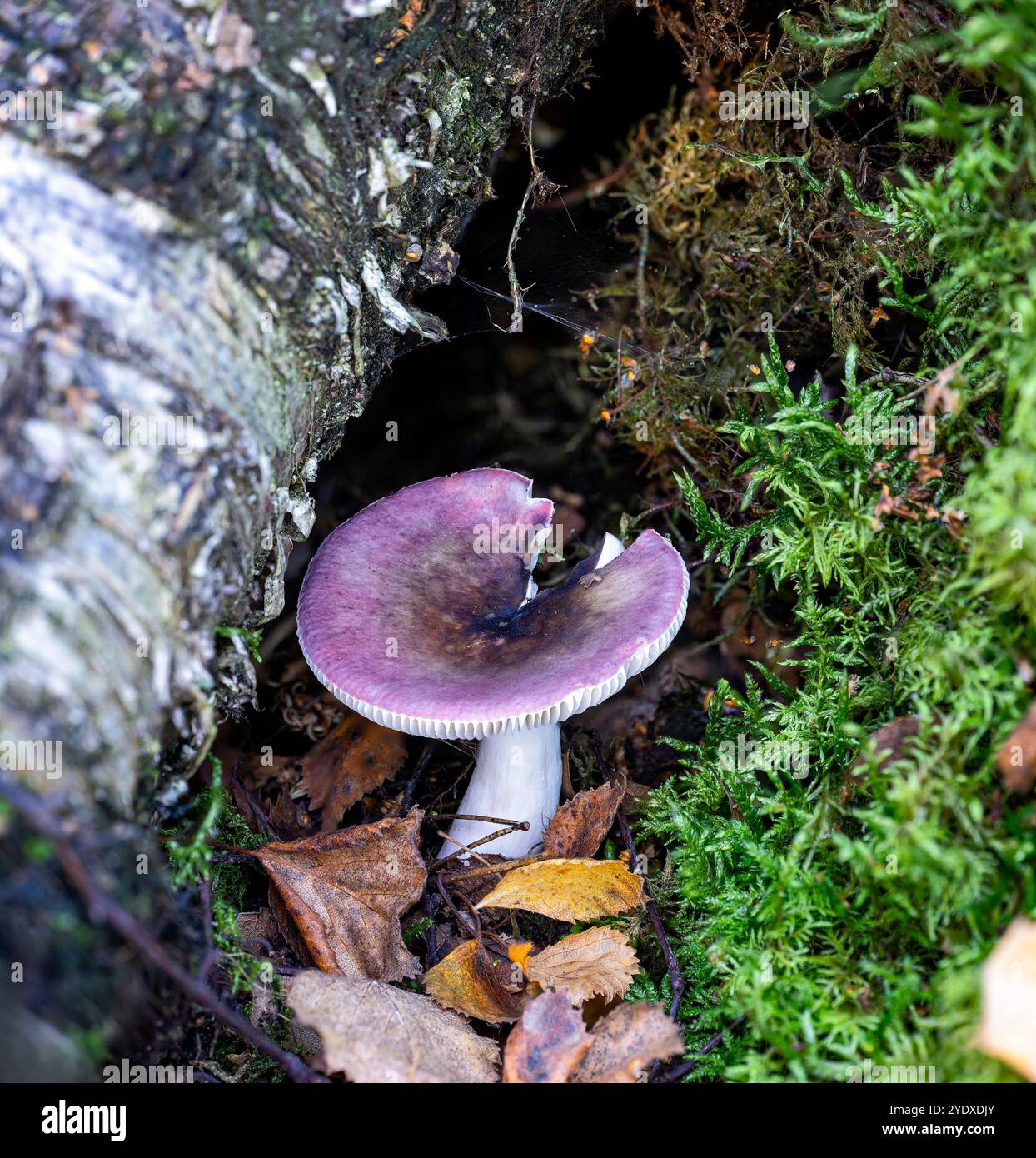 Vivid mushroom hi-res stock photography and images - Alamy