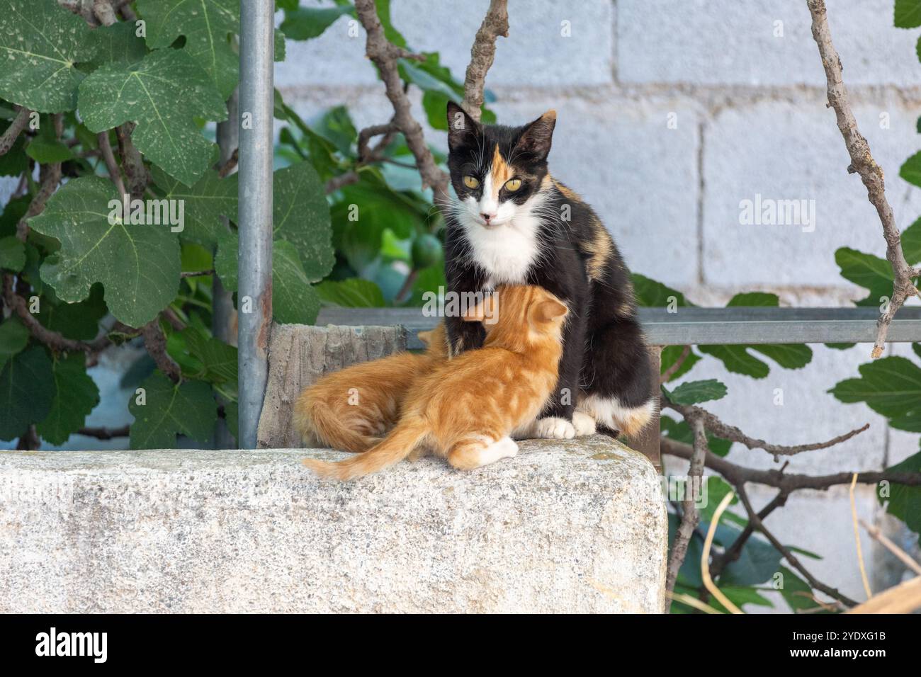 Feral ginger kittens with Mother Stock Photo - Alamy