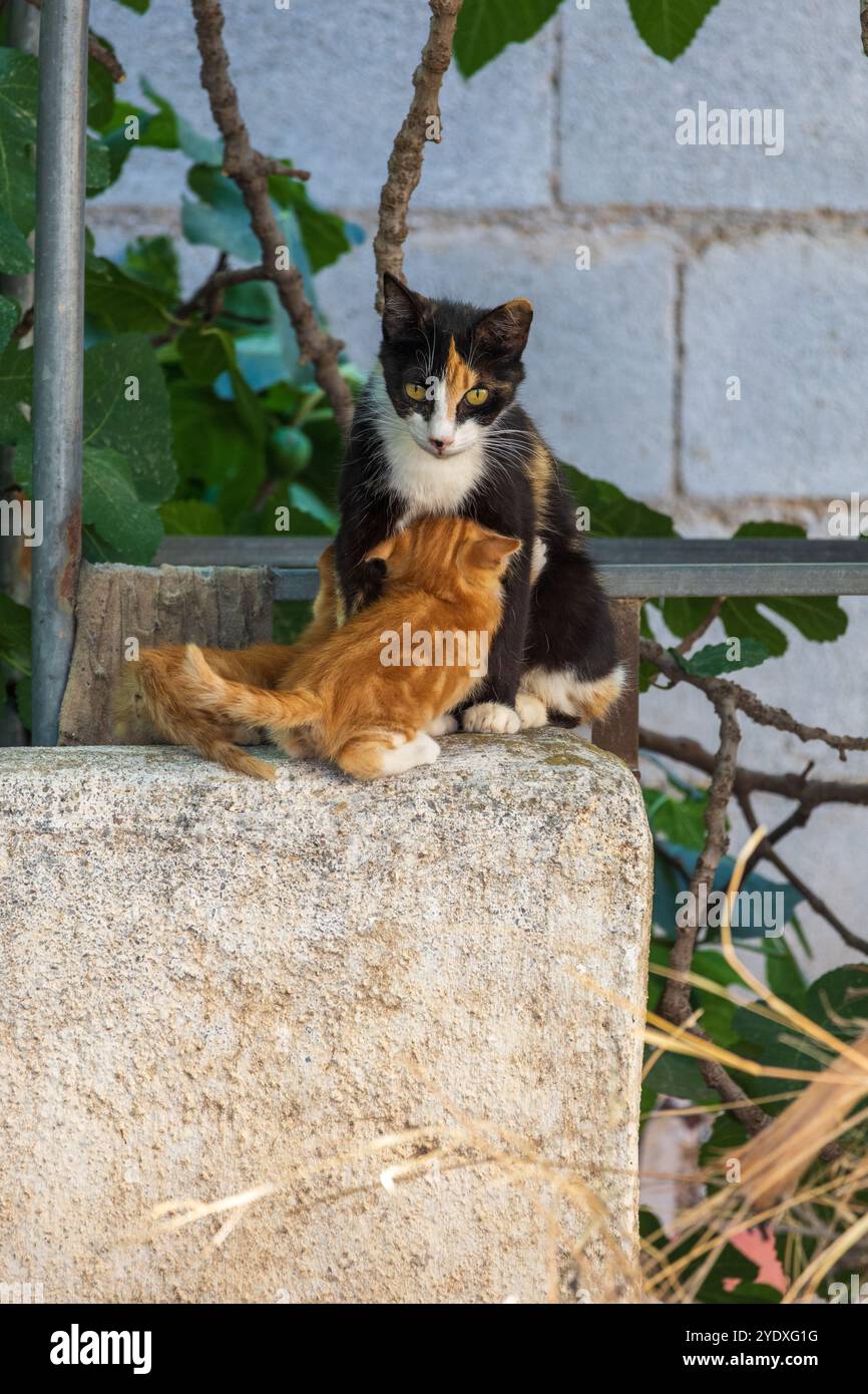 Feral ginger kittens with Mother Stock Photo - Alamy