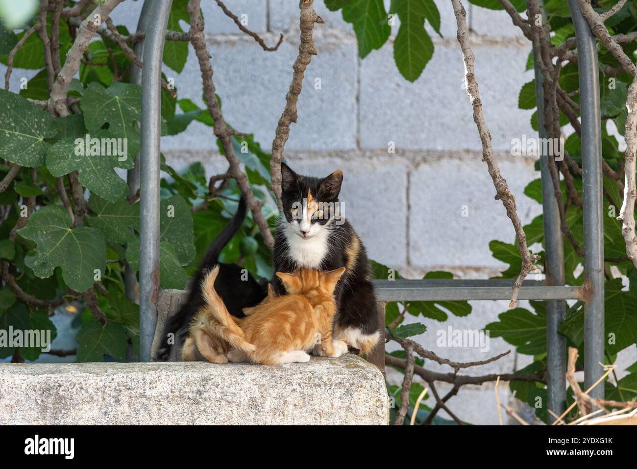 Feral ginger kittens with Mother Stock Photo - Alamy