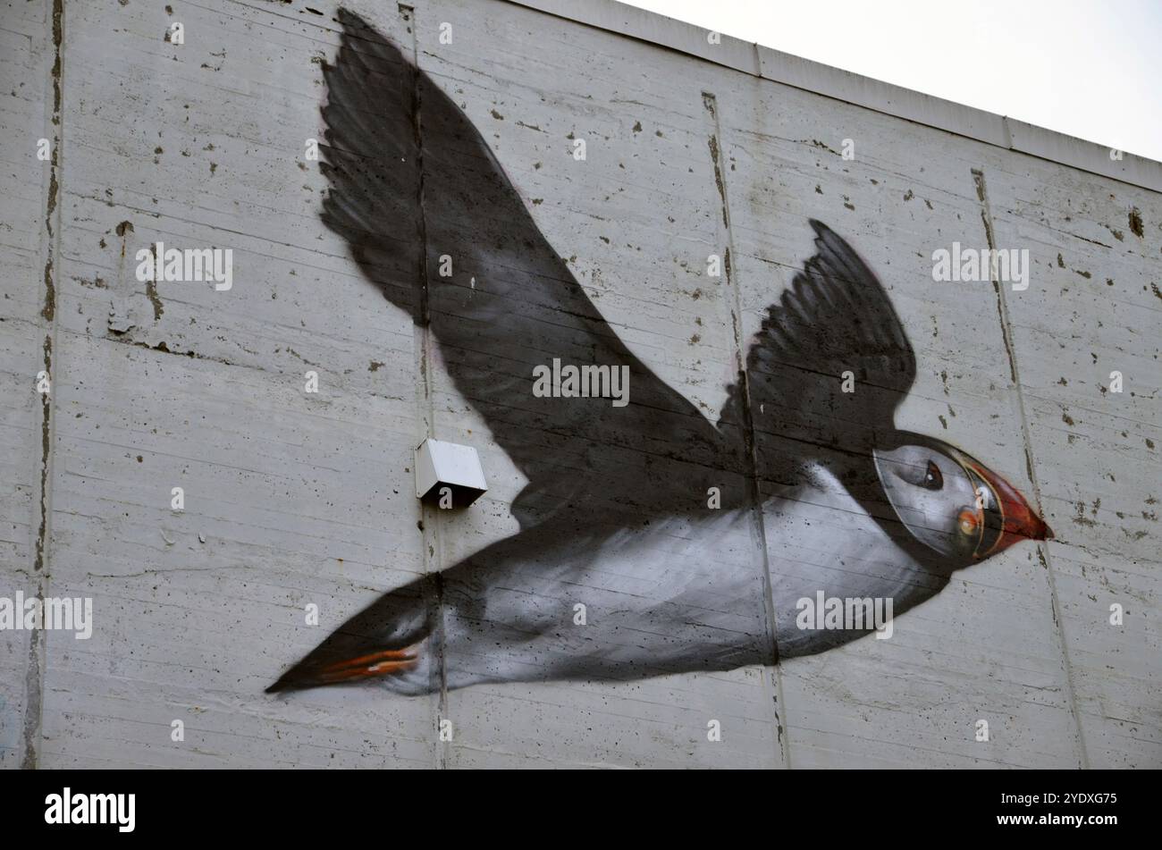 Puffin mural hi-res stock photography and images - Alamy