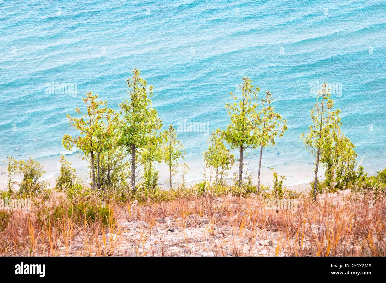 Green trees and sand dunes against blue water Stock Photo - Alamy