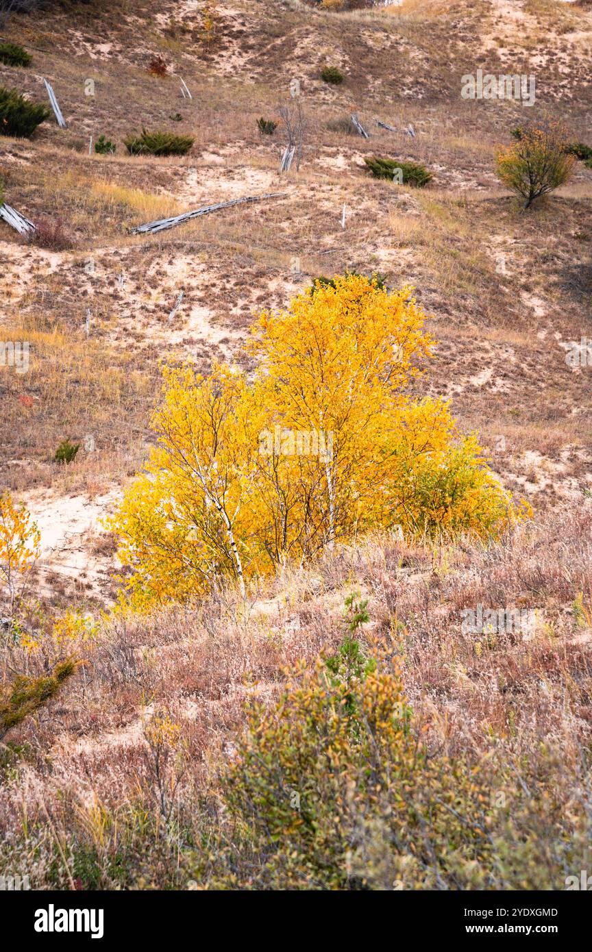Aspen trees growing in hi-res stock photography and images - Alamy