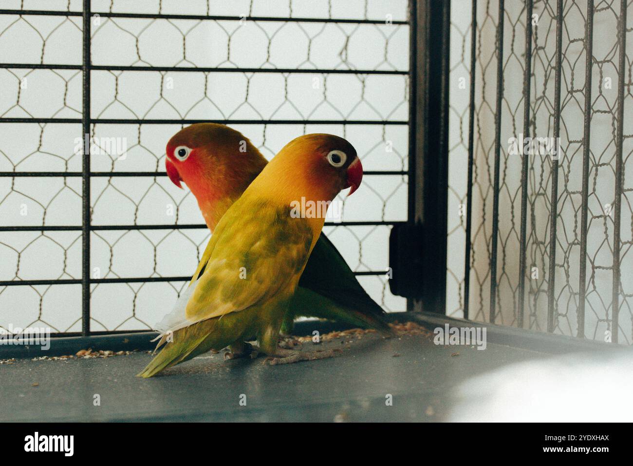 Two little lovebirds together in a cage. Yellow and green birds in love ...