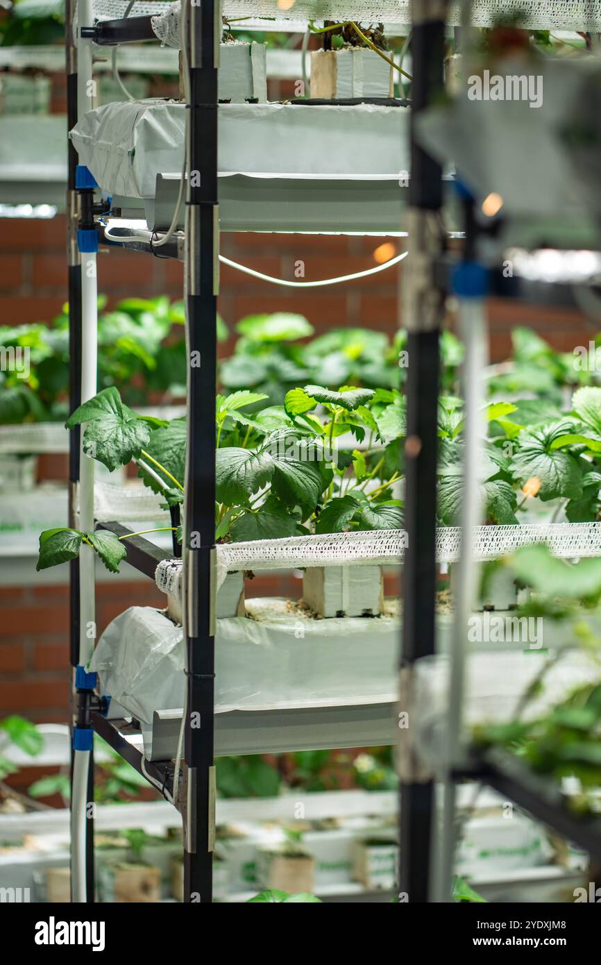 Strawberry cultivation in greenhouse. Mini-farm for growing Fragaria ...