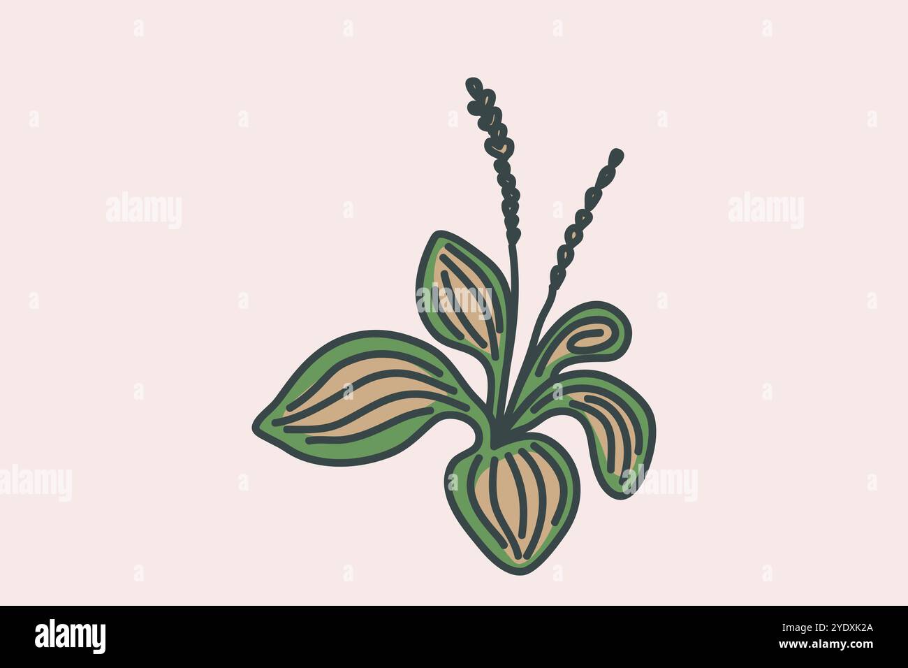 Plantain media Stock Vector Images - Alamy