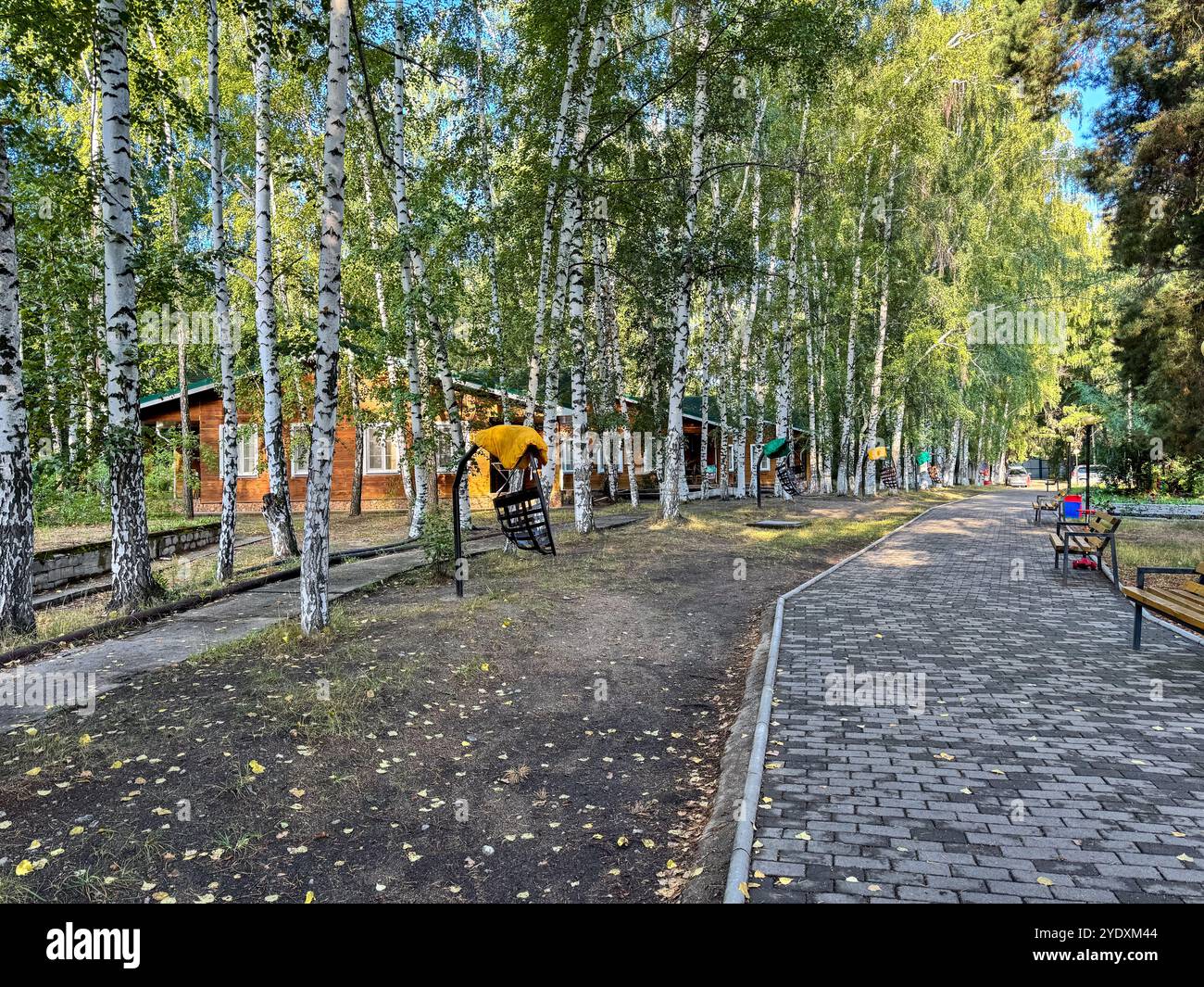 A birch grove with neat pathways and wooden cabins for relaxation in Kyrgyzstan. A perfect place ...