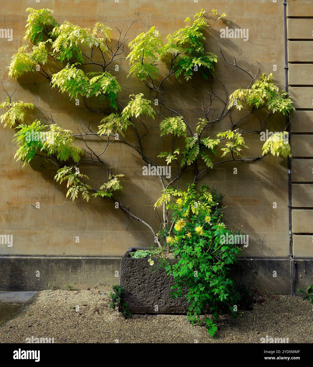 Attractive plant growing up a wall at Sydney Gardens, Bath, England, UK ...