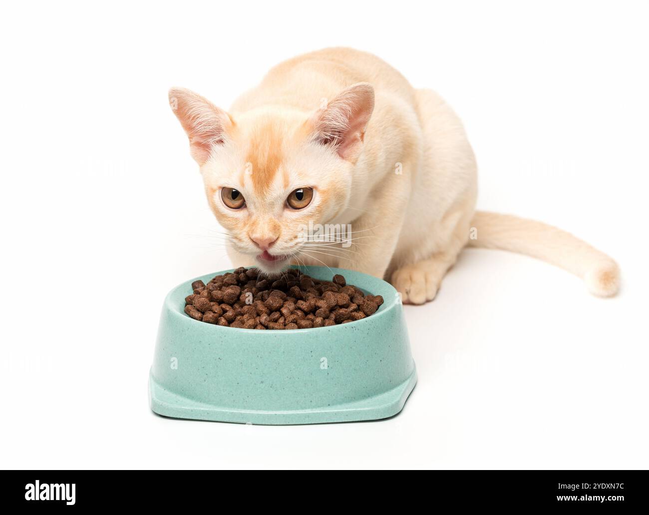 Kitten cream burmese eats dry food. Portrait of hungry kitten with food ...