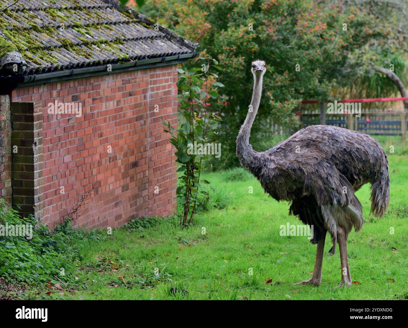 A female Red-Necked Ostrich at Paignton Zoo, South Devon Stock Photo ...
