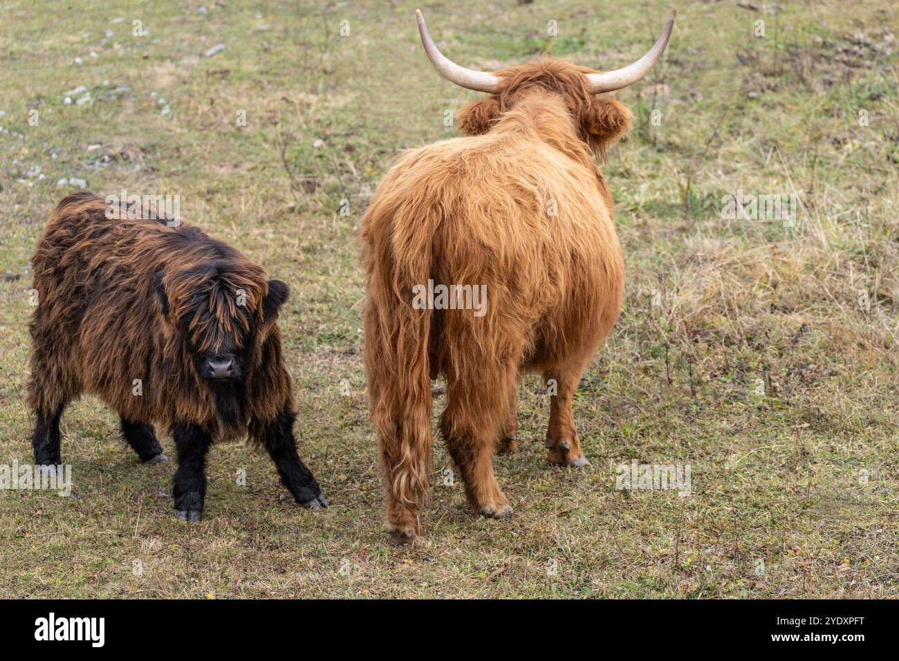 Baby cow with shaggy dark brown fur with golden brown mother breed ...