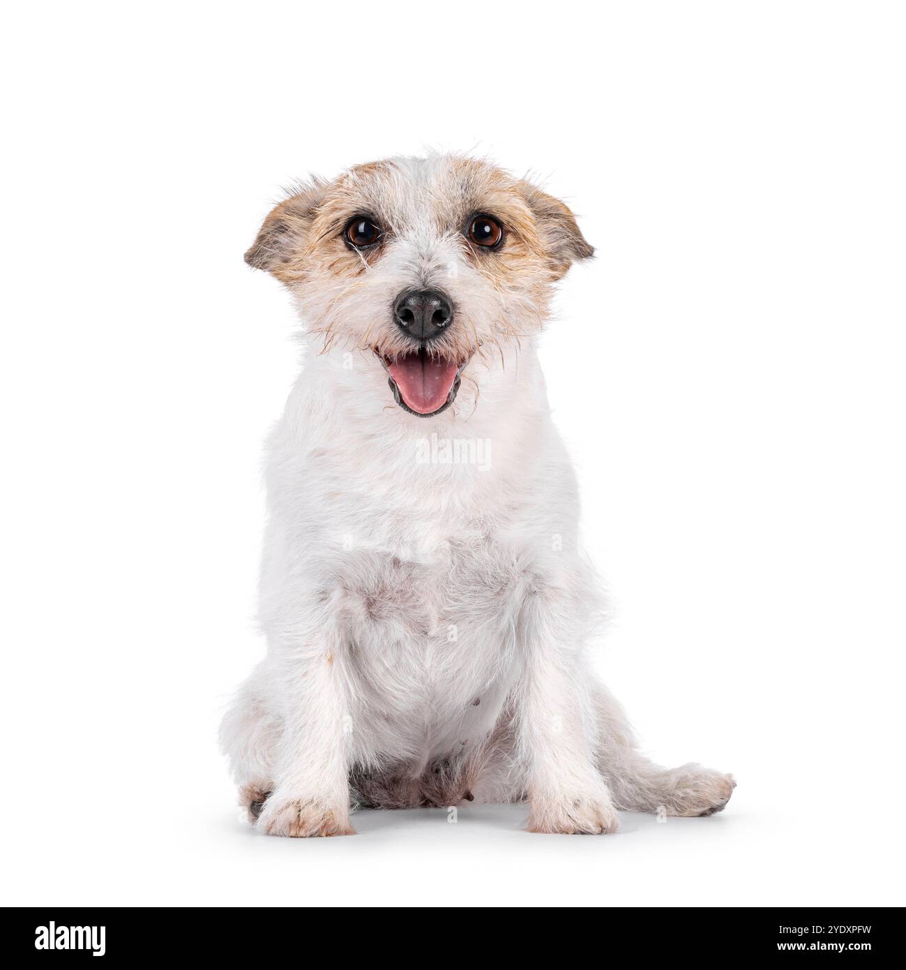 Smiling Jack Russel dog, sitting up facing front. Ears backwards in ...