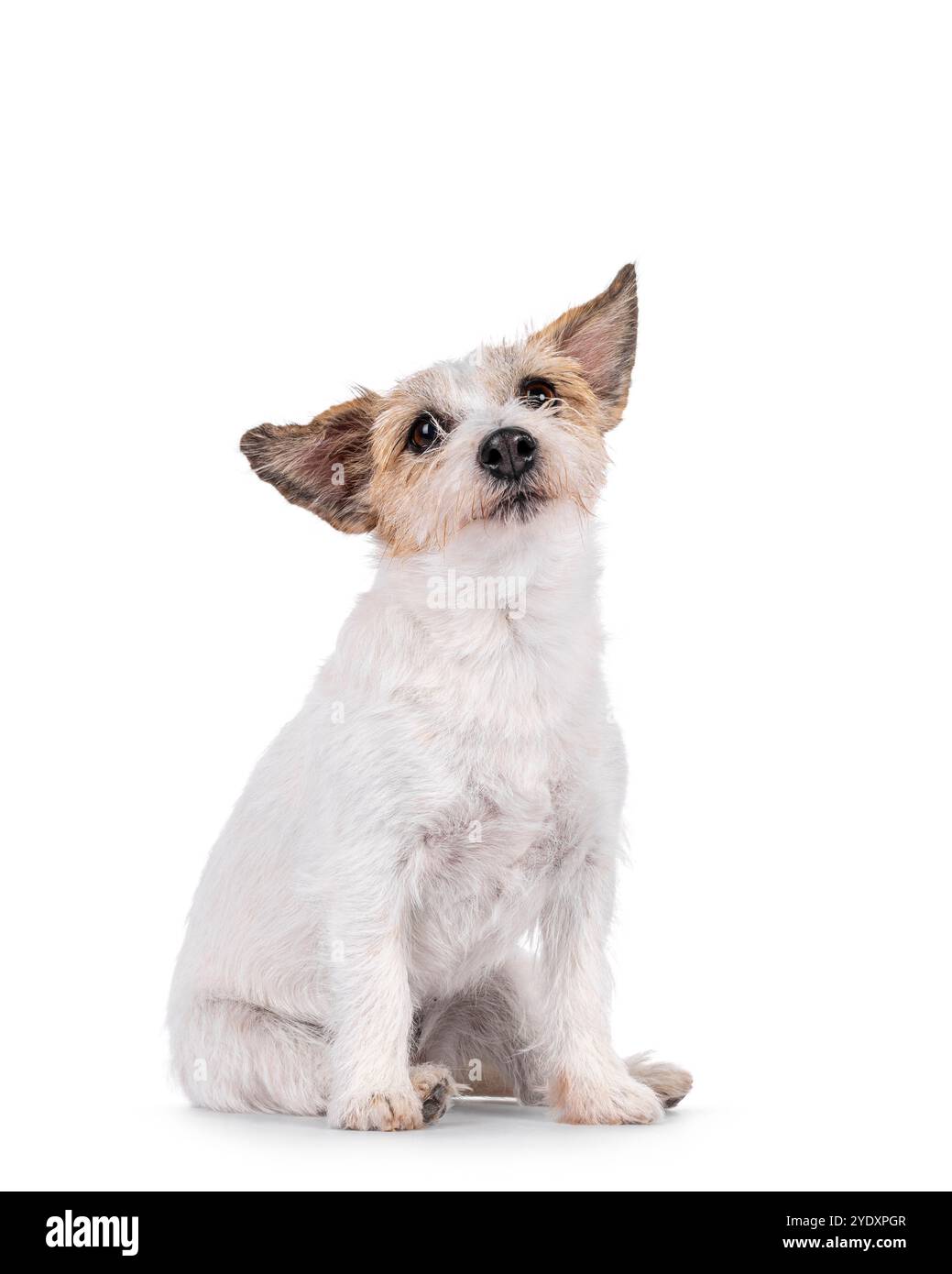 Scruffy jack russell hi-res stock photography and images - Alamy