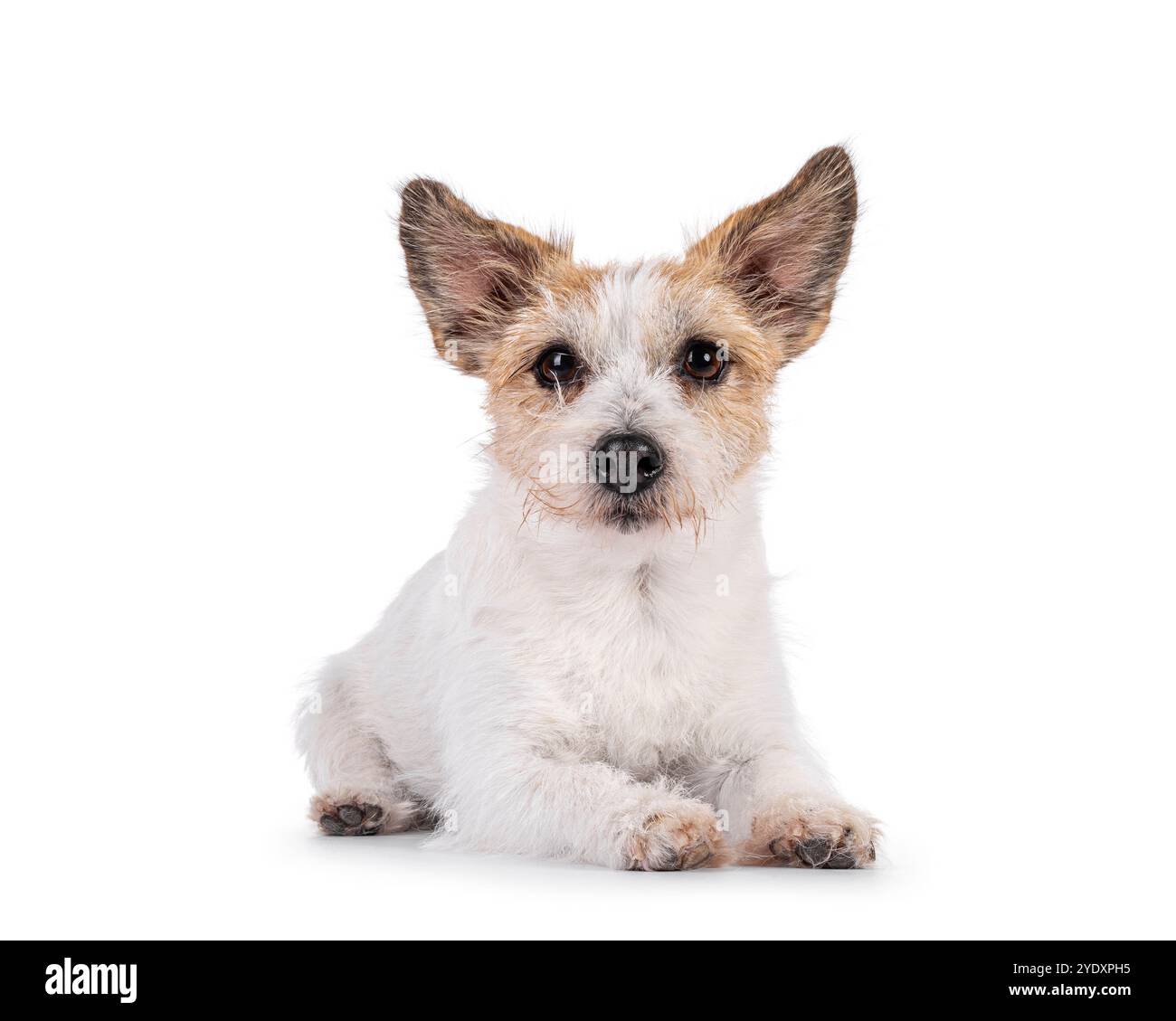 Smiling Jack Russel dog, laying down facing front. Looking towards ...