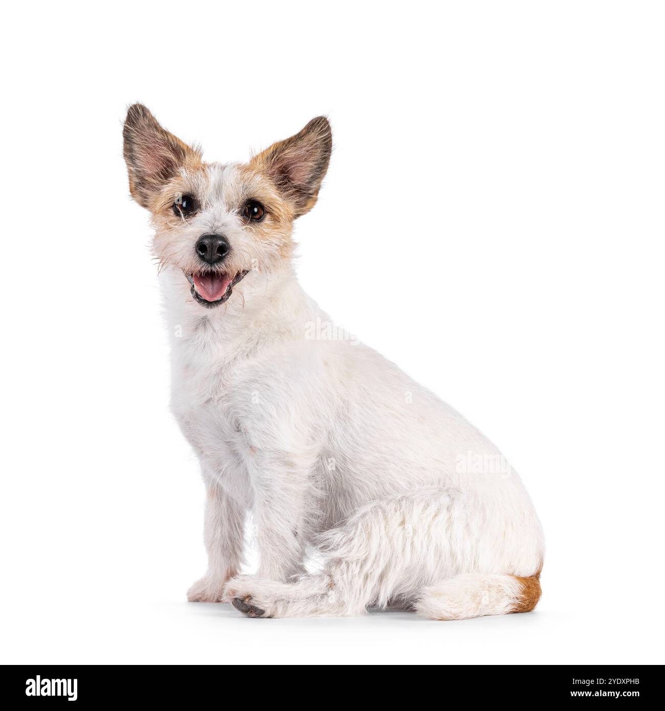 Smiling Jack Russel dog, sitting up side ways. Looking towards camera ...
