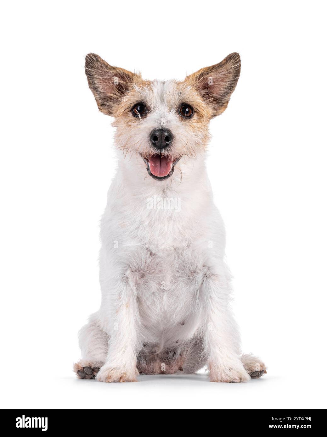 Smiling Jack Russel dog, sitting up facing front. Looking towards ...