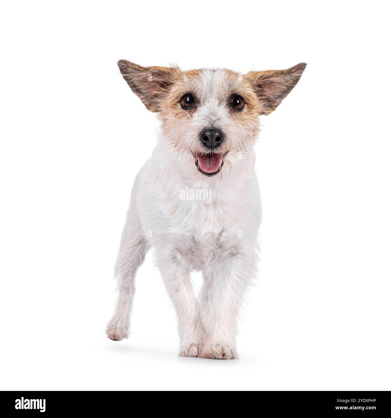Smiling Jack Russel dog, walking or coming towards lens. Looking ...