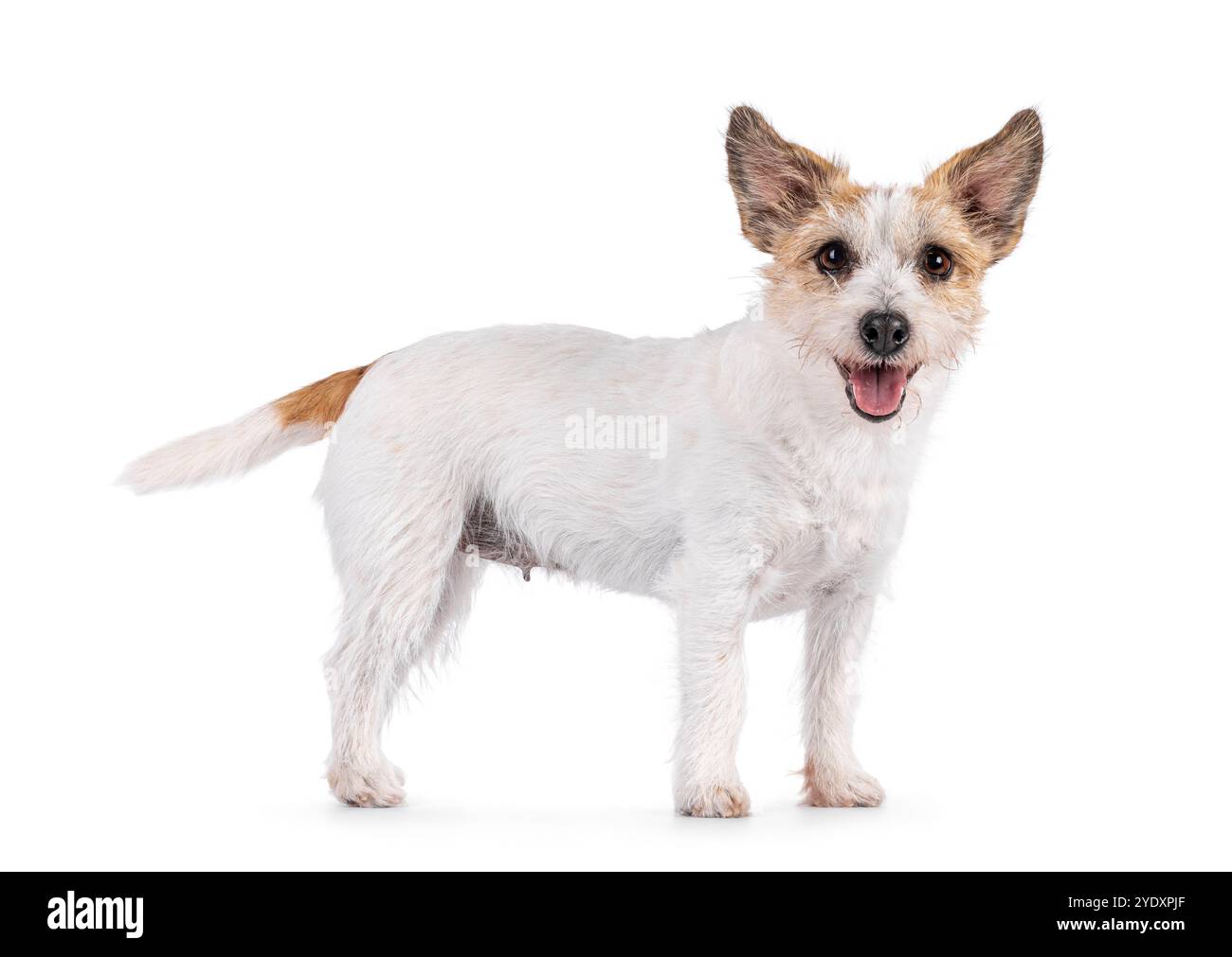Smiling Jack Russel dog, standing side ways. Looking towards camera ...