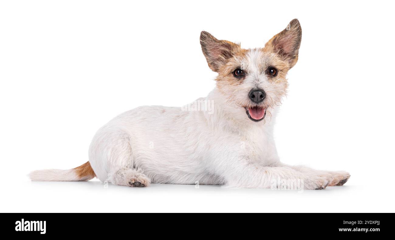 Smiling Jack Russel dog, laying down side ways. Looking towards camera ...