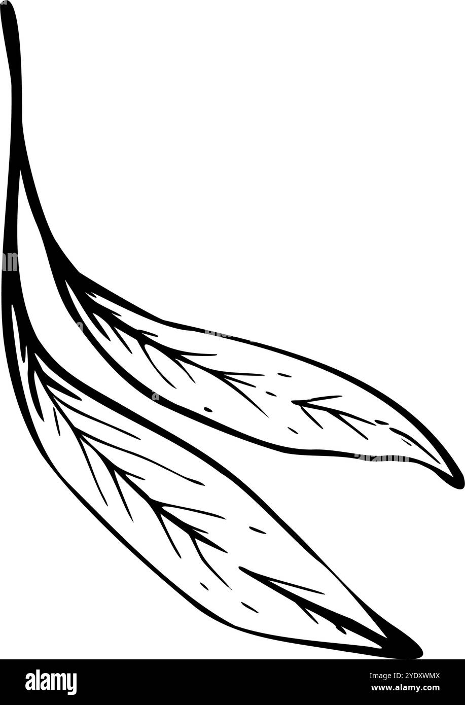 Olive tree leaves, foliage element. Black and white graphic floral ...