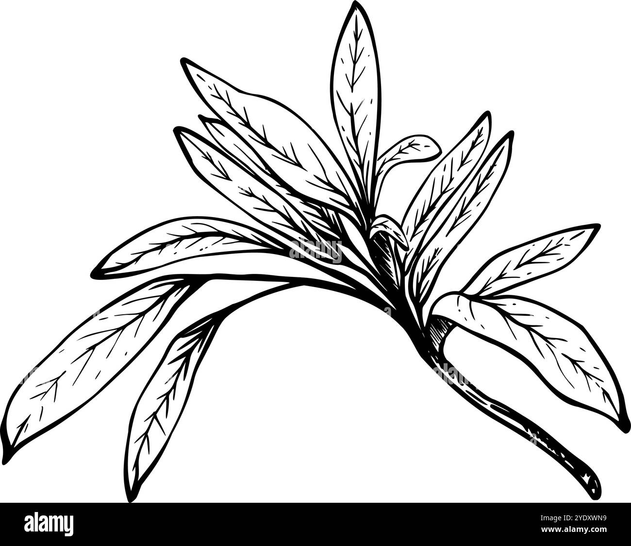 No fruit Black and White Stock Photos & Images - Alamy