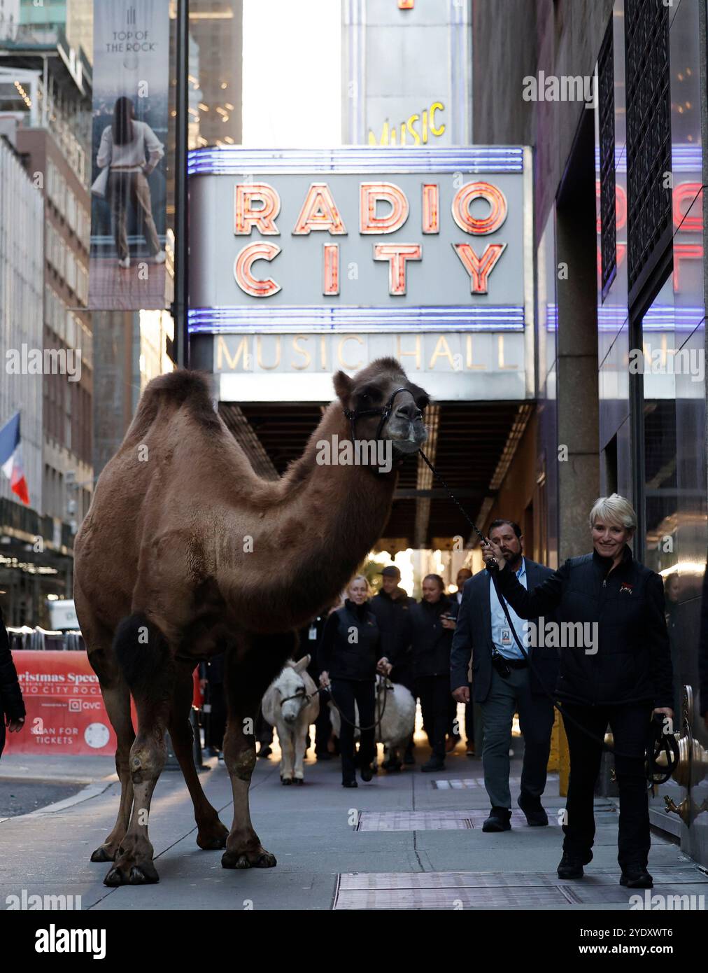 A camel is walked down 51st Street before His Eminence Timothy Cardinal ...