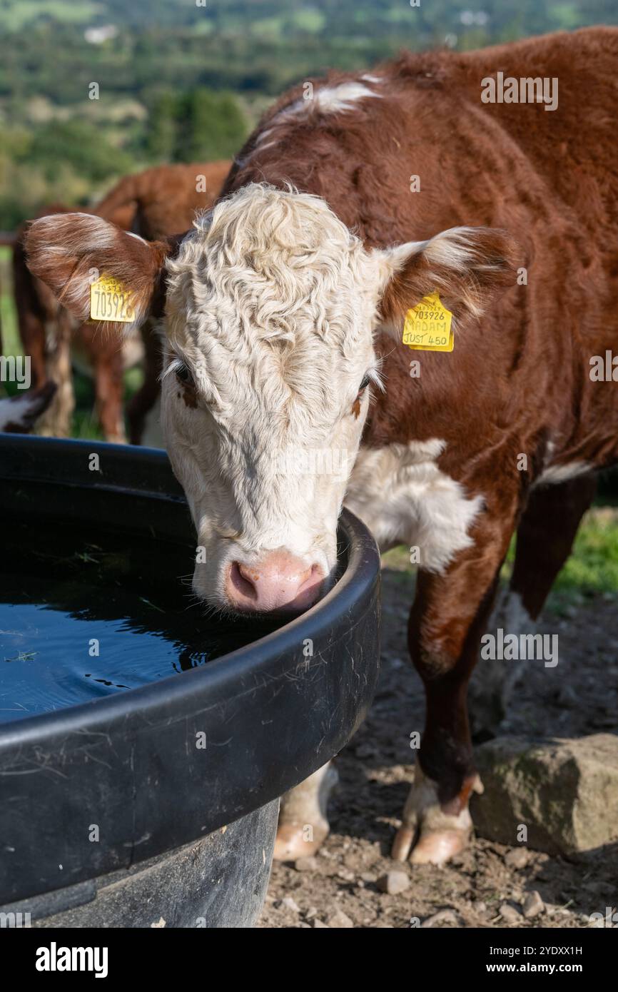 Hereford cattle drinking fresh water from a water trough in a field ...