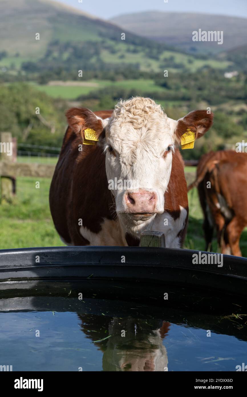 Drinking trough farm animals hi-res stock photography and images - Alamy