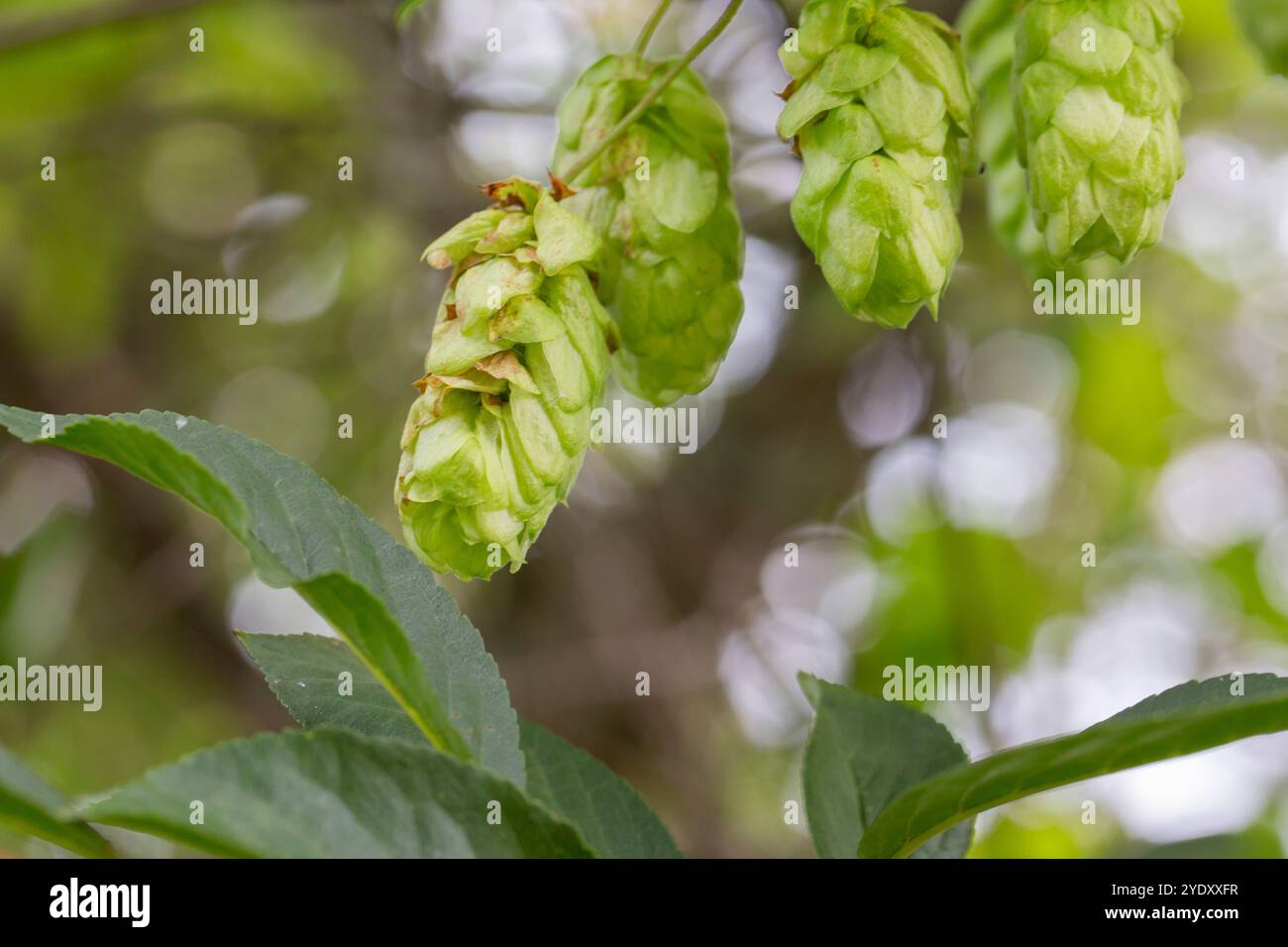 Hop garden in vegetation hi-res stock photography and images - Alamy