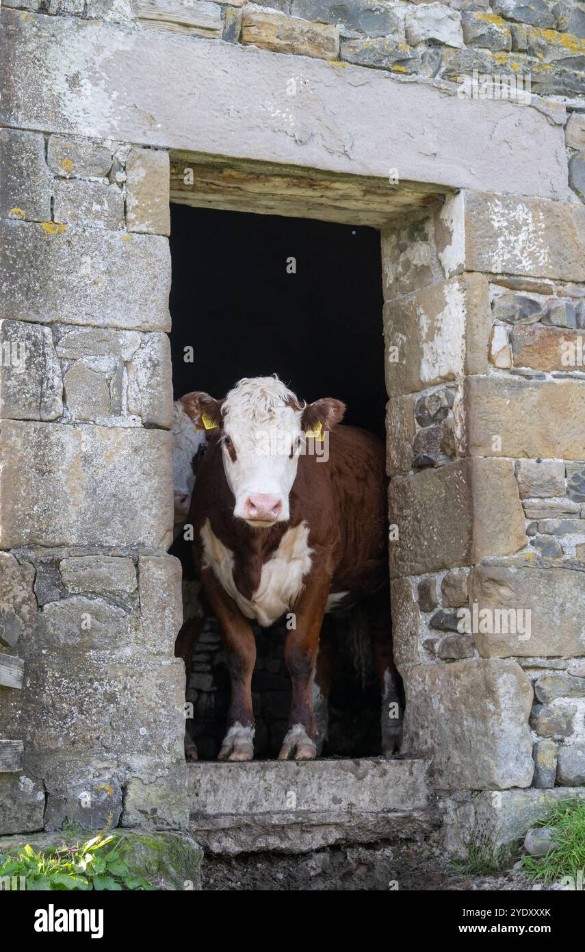 Hereford cow looking out of a door in an old field barn. Cumbria, UK ...