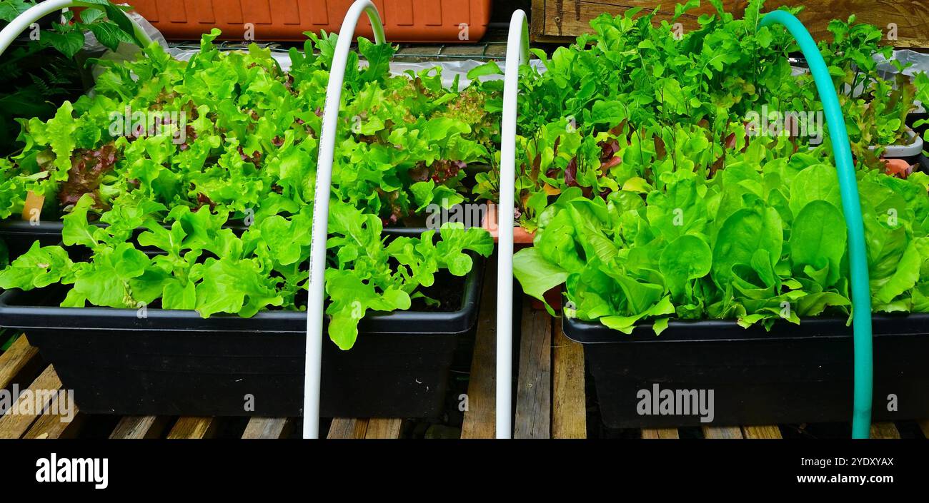 Lettuce leaves growing in troughs on a raised outdoor staging with ...