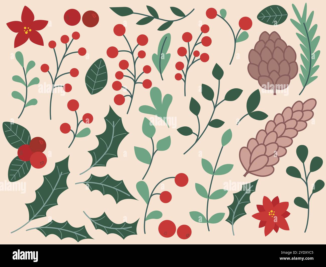 Holly botanical illustration Stock Vector Images - Alamy