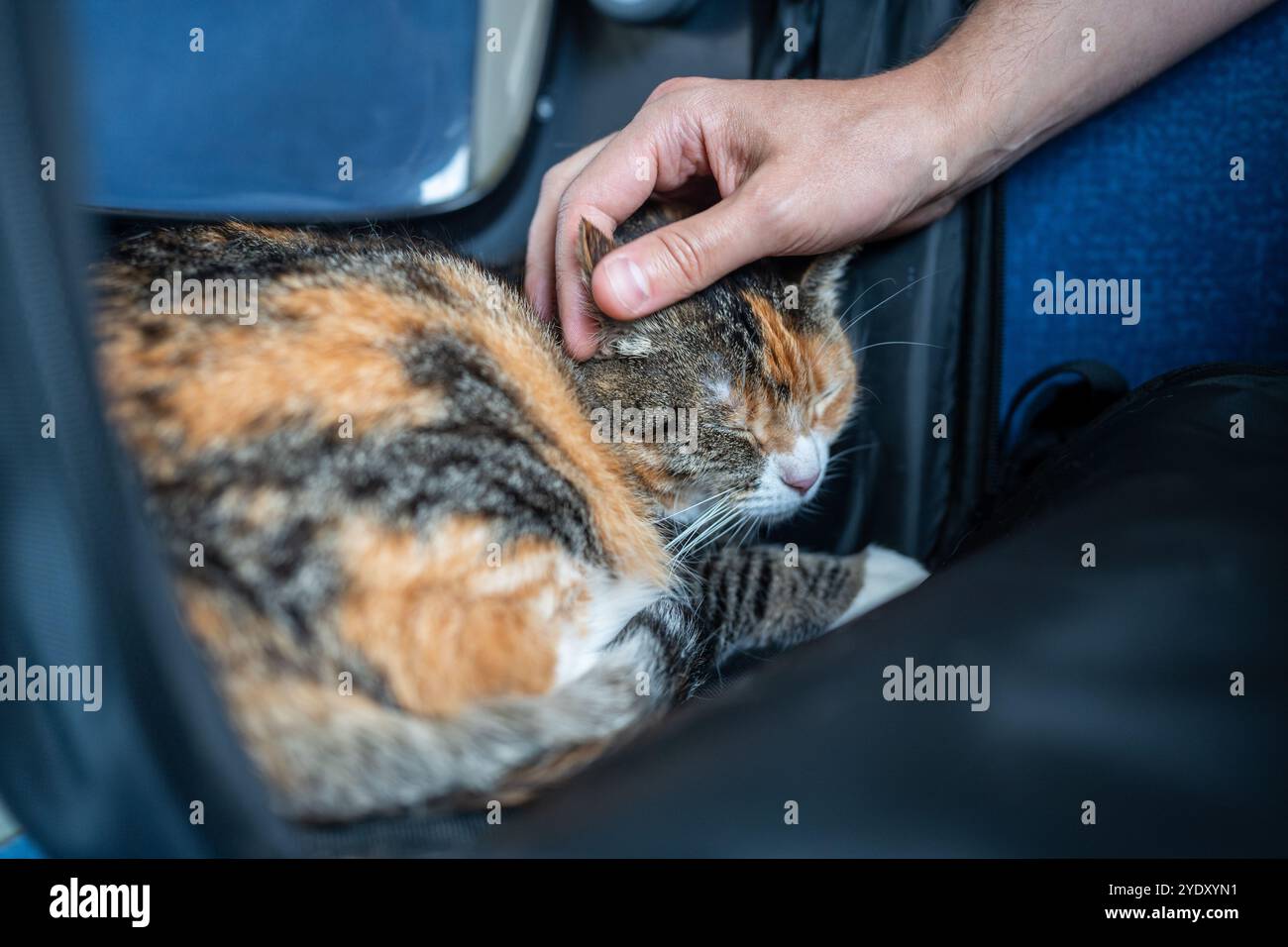 Sleepy cute cat transportation in public train car, caring owner ...