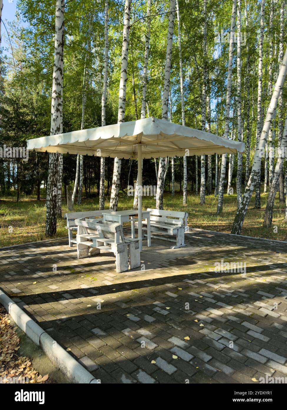 A birch grove with neat pathways and wooden cabins for relaxation in ...