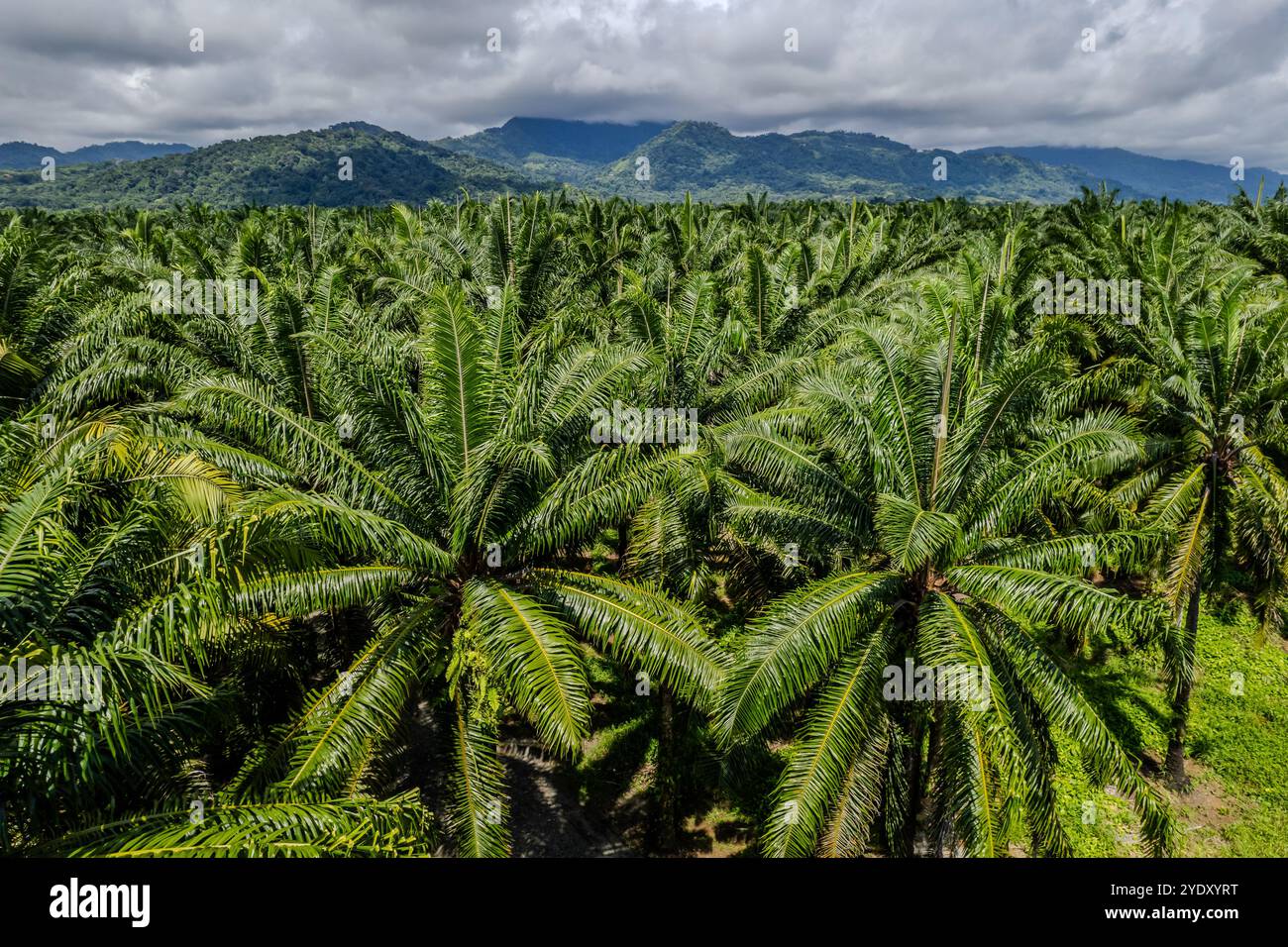 Aerial view of the African oil trees palm in Puntarenas Costa Rica ...