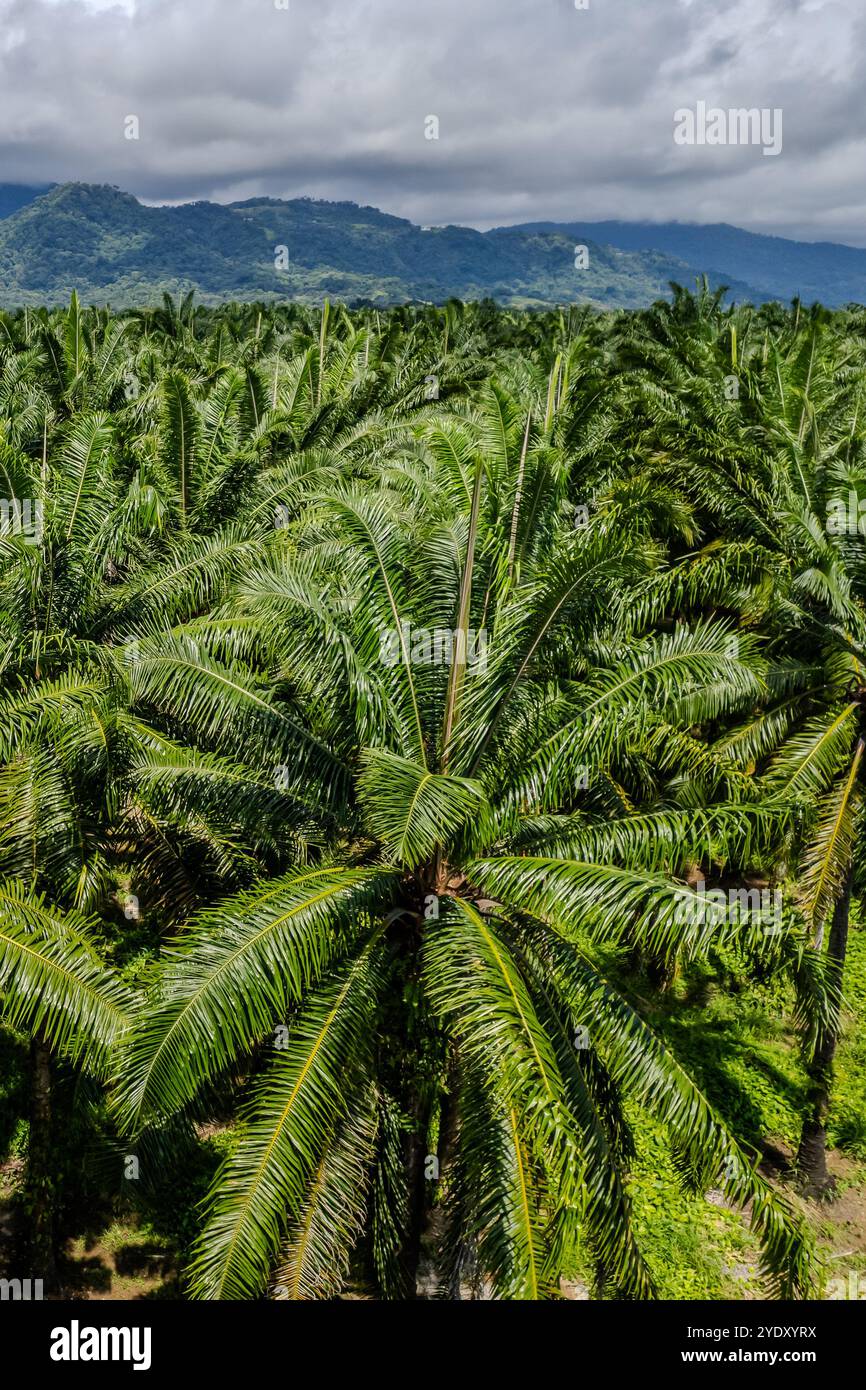 Aerial view of the African oil trees palm in Puntarenas Costa Rica ...
