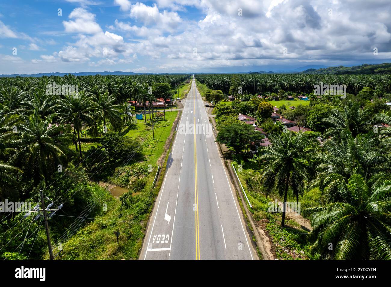 Aerial view of the African oil trees palm in Puntarenas Costa Rica ...