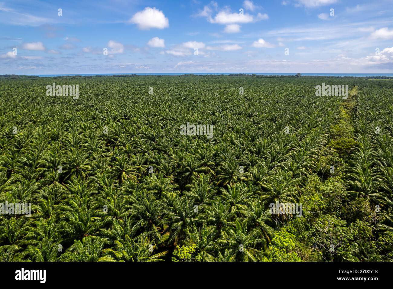 Aerial view of the African oil trees palm in Puntarenas Costa Rica ...