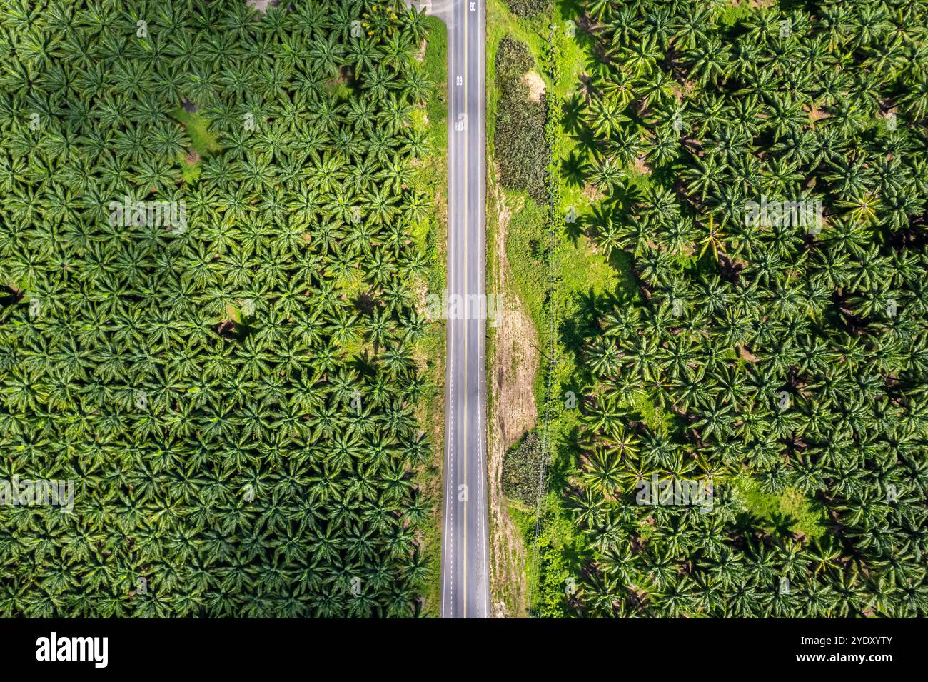 Aerial view of the African oil trees palm in Puntarenas Costa Rica ...