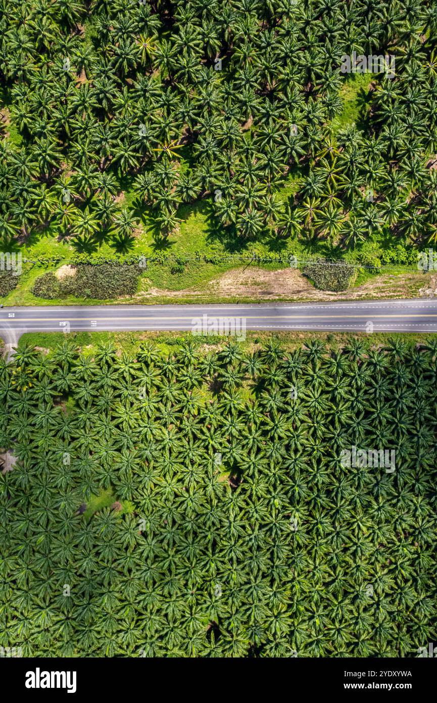 Aerial view of the African oil trees palm in Puntarenas Costa Rica ...